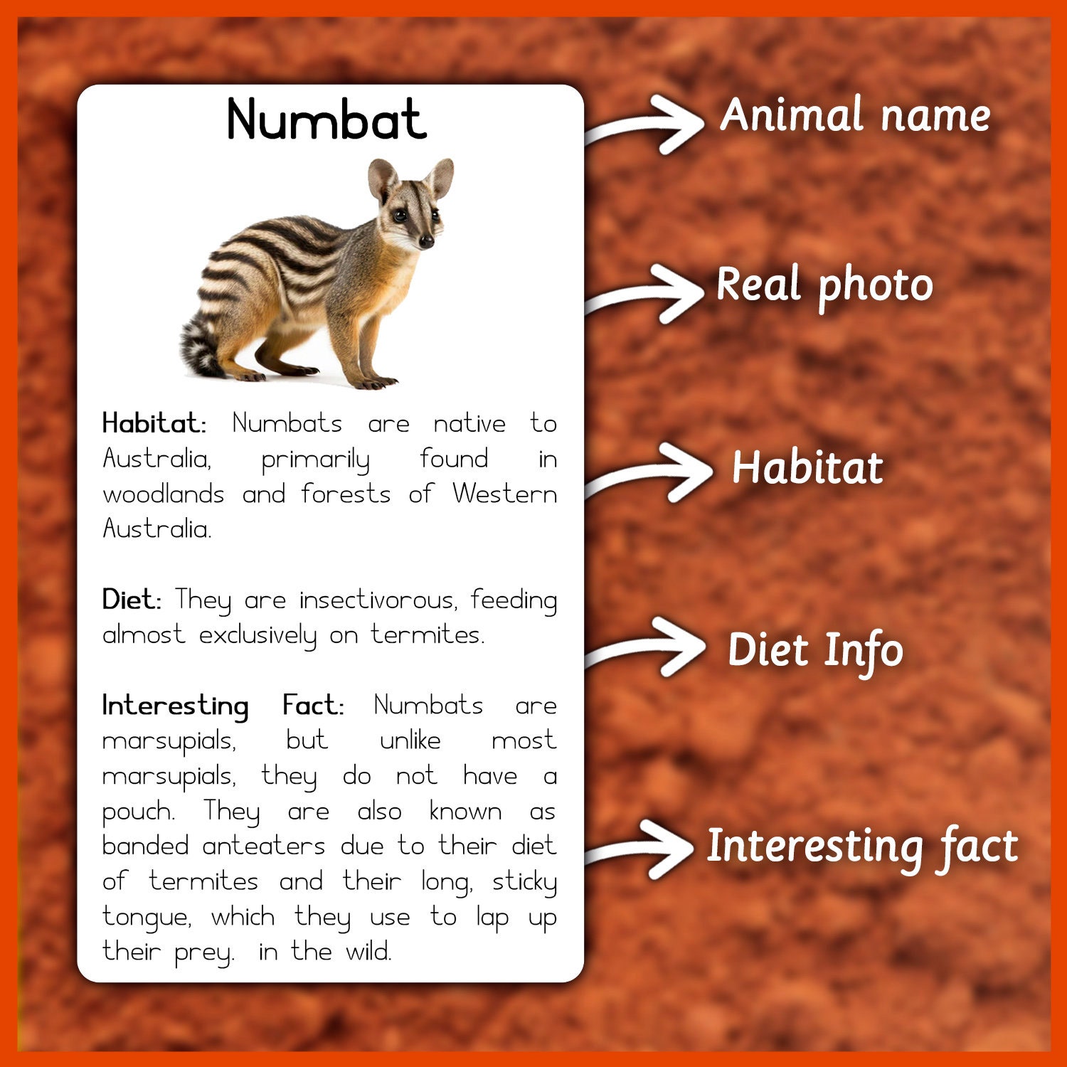 Australian Animals | Animals From Australia Flashcards | Animals From ...