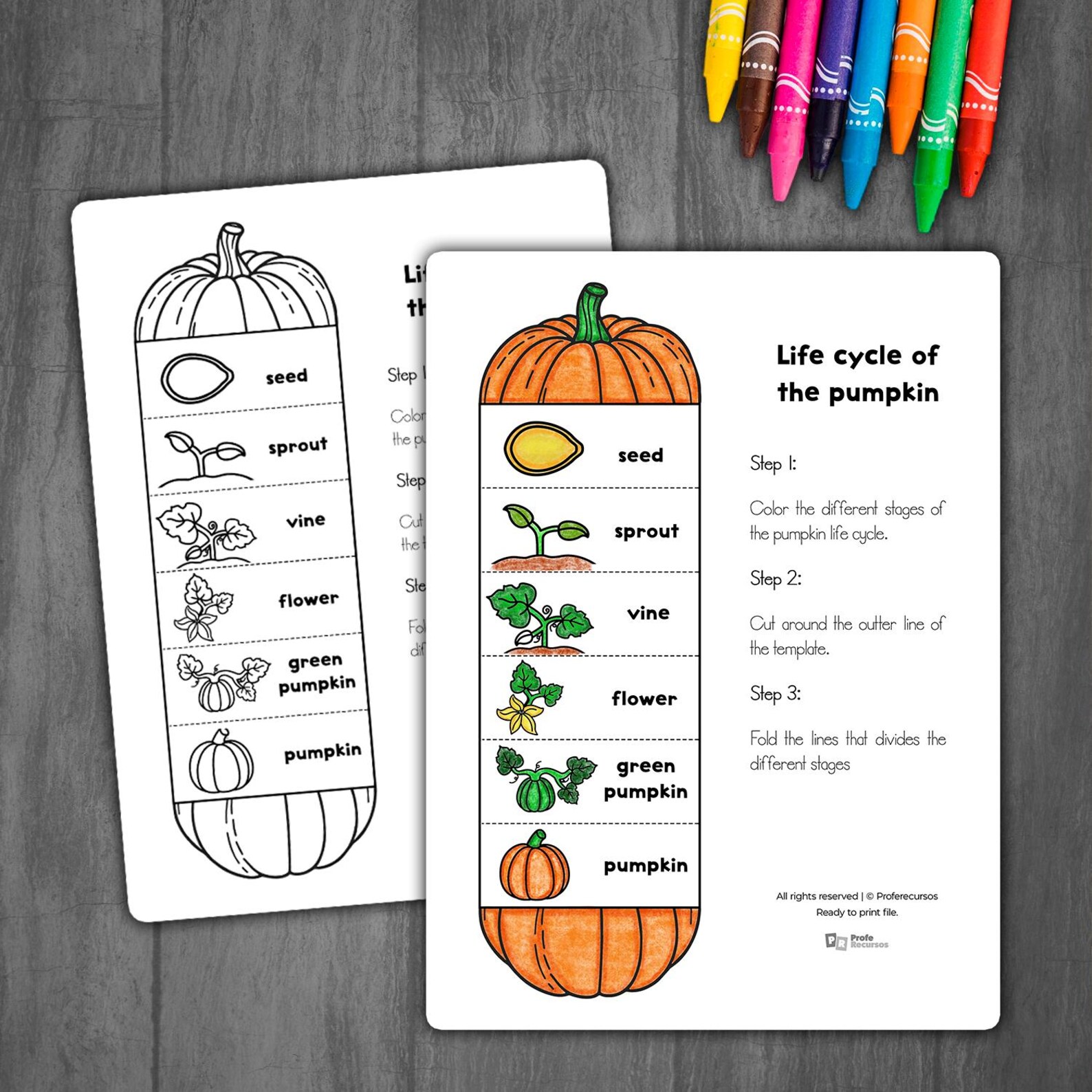 Pumpkin Life Cycle Activity Craft | Life Cycle of a Pumpkin | Halloween ...