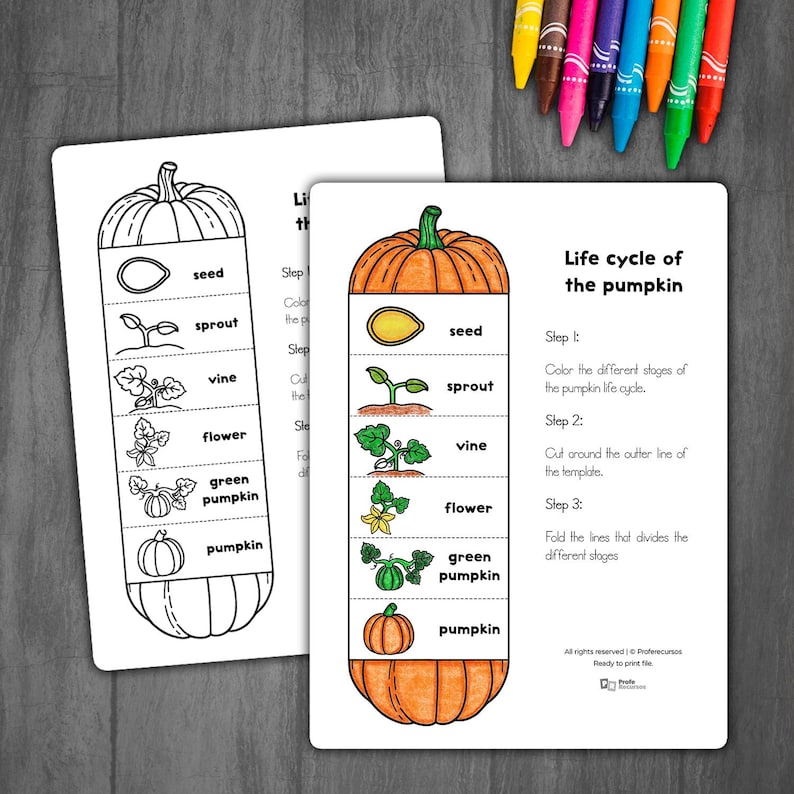 Pumpkin Life Cycle Activity Craft | Life Cycle of a Pumpkin | Halloween ...