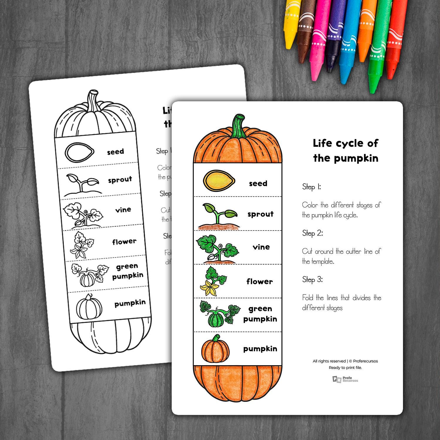 Pumpkin Life Cycle Activity Craft | Life Cycle of a Pumpkin | Halloween ...