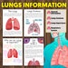 Lungs Activity Bundle Human Lungs Activity Lungs and Respiratory System ...