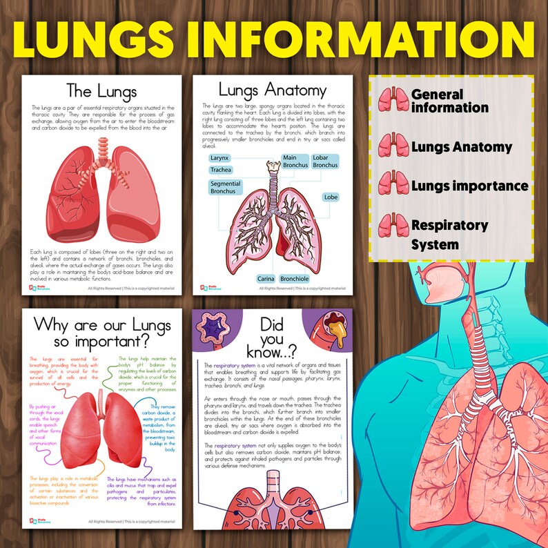 Lungs Activity Bundle Human Lungs Activity Lungs and Respiratory System ...