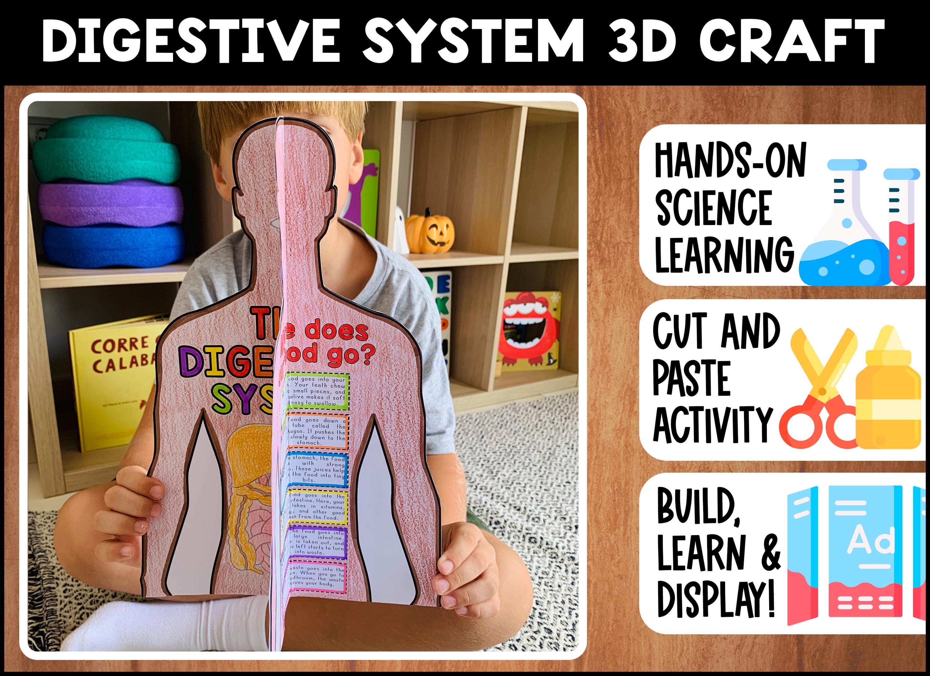 Digestive System 3D Craft | Human Body Science Activity | Printable ...