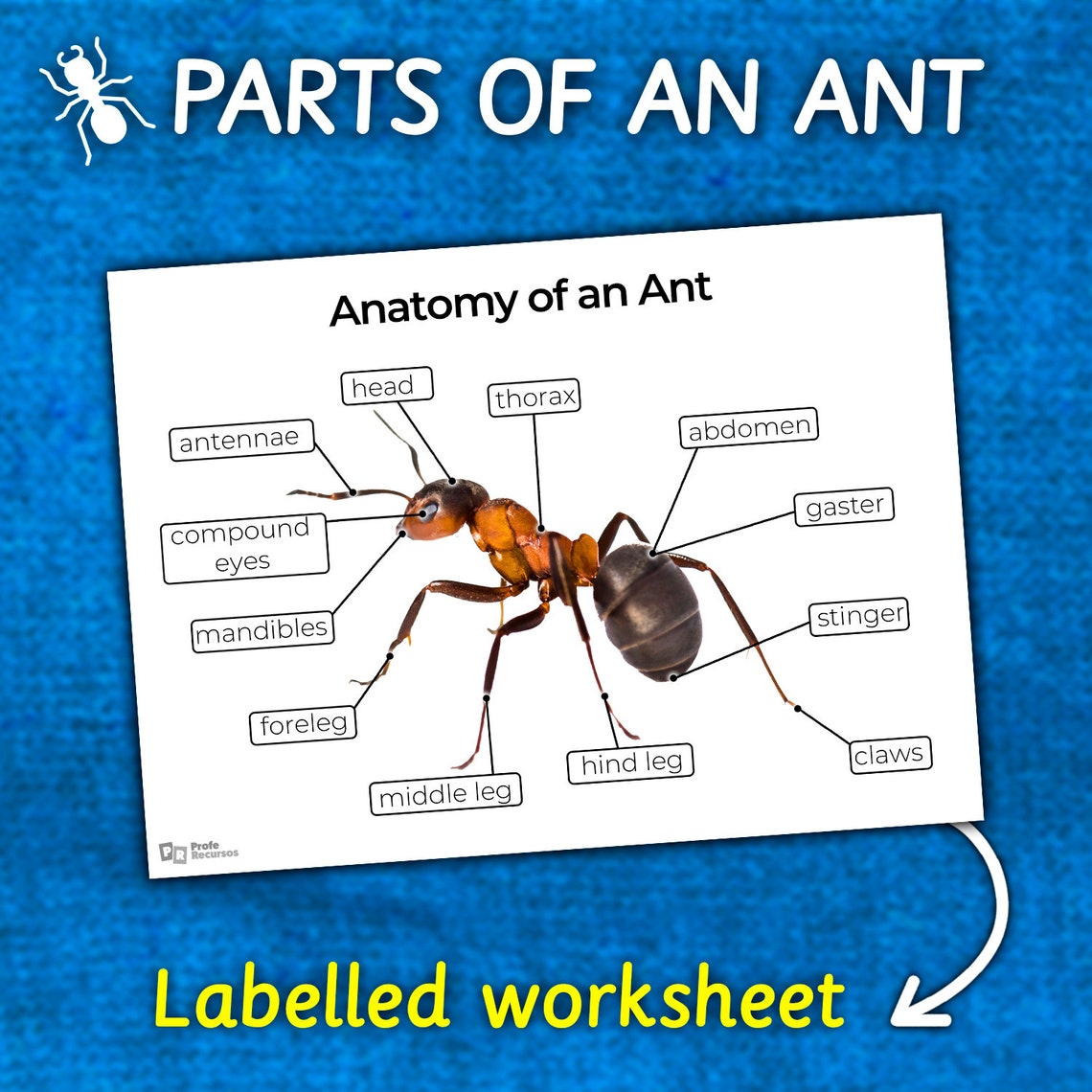 Ant Anatomy Worksheet | Parts of an Ant Diagram | REAL IMAGE | Labeled ...