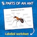 Ant Anatomy Worksheet | Parts of an Ant Diagram | REAL IMAGE | Labeled ...