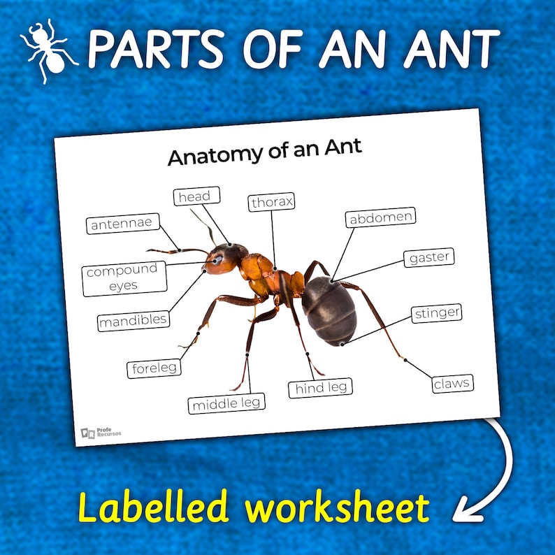 Ant Anatomy Worksheet | Parts of an Ant Diagram | REAL IMAGE | Labeled ...