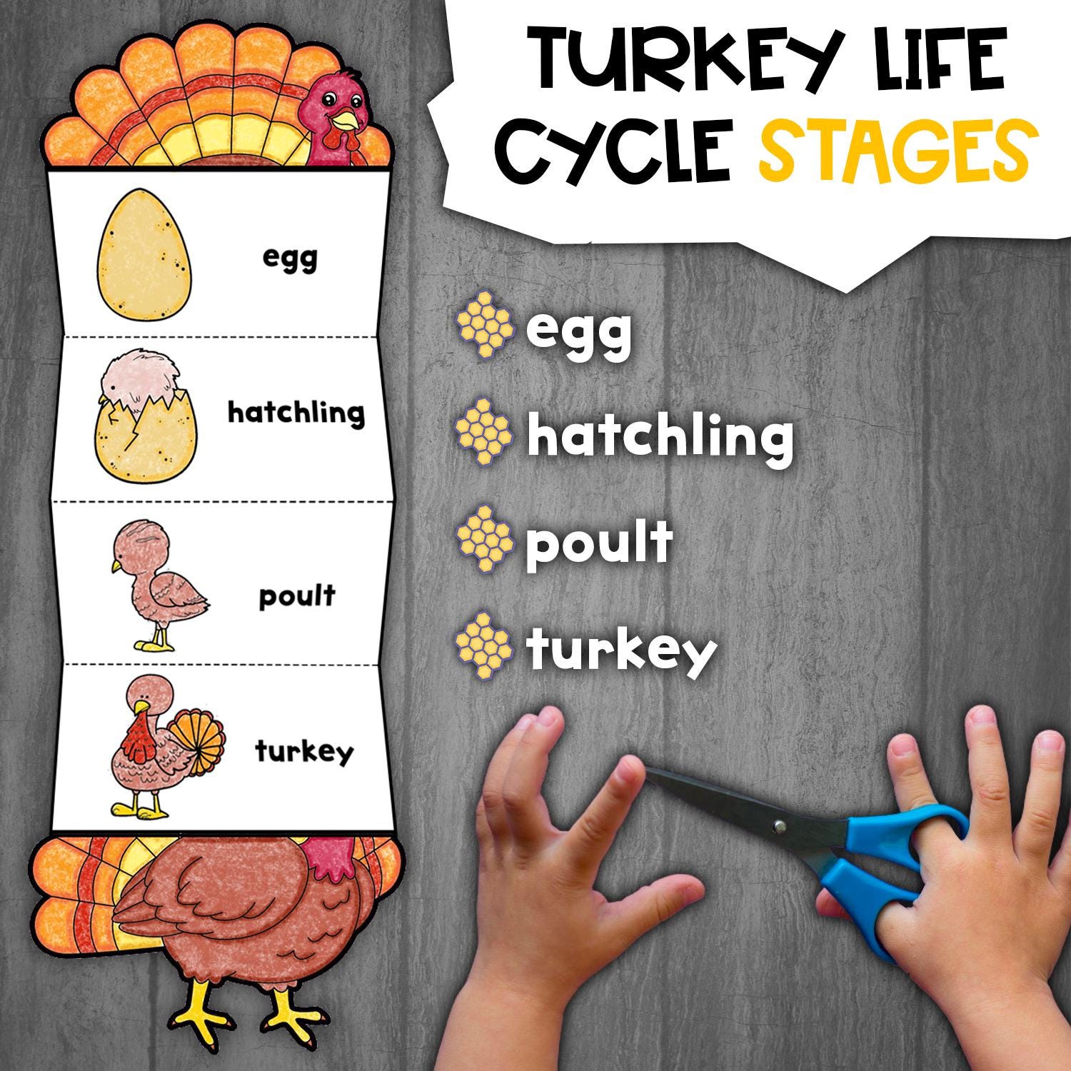 Turkey Life Cycle Craft Activity | Thanksgiving Turkey Craft ...