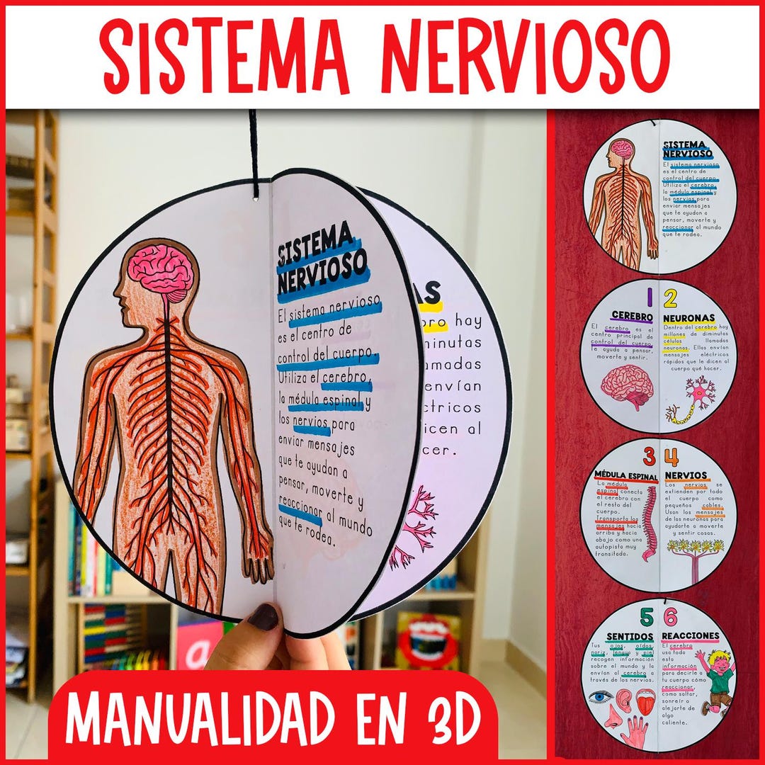 Nervous System Craft | Science Activity | Spanish Nervous System | the ...