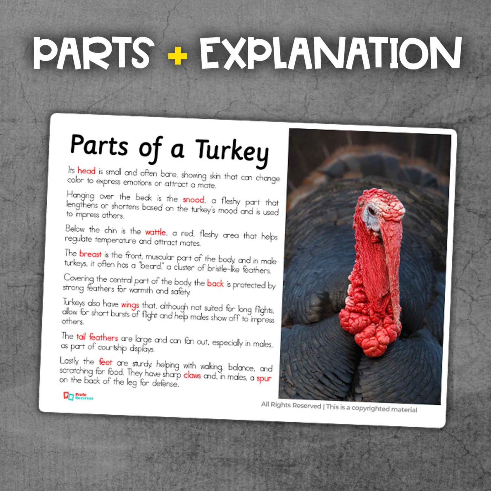 Turkey Anatomy Parts Turkey Body Parts Labeled Turkey Diagram Turkey ...
