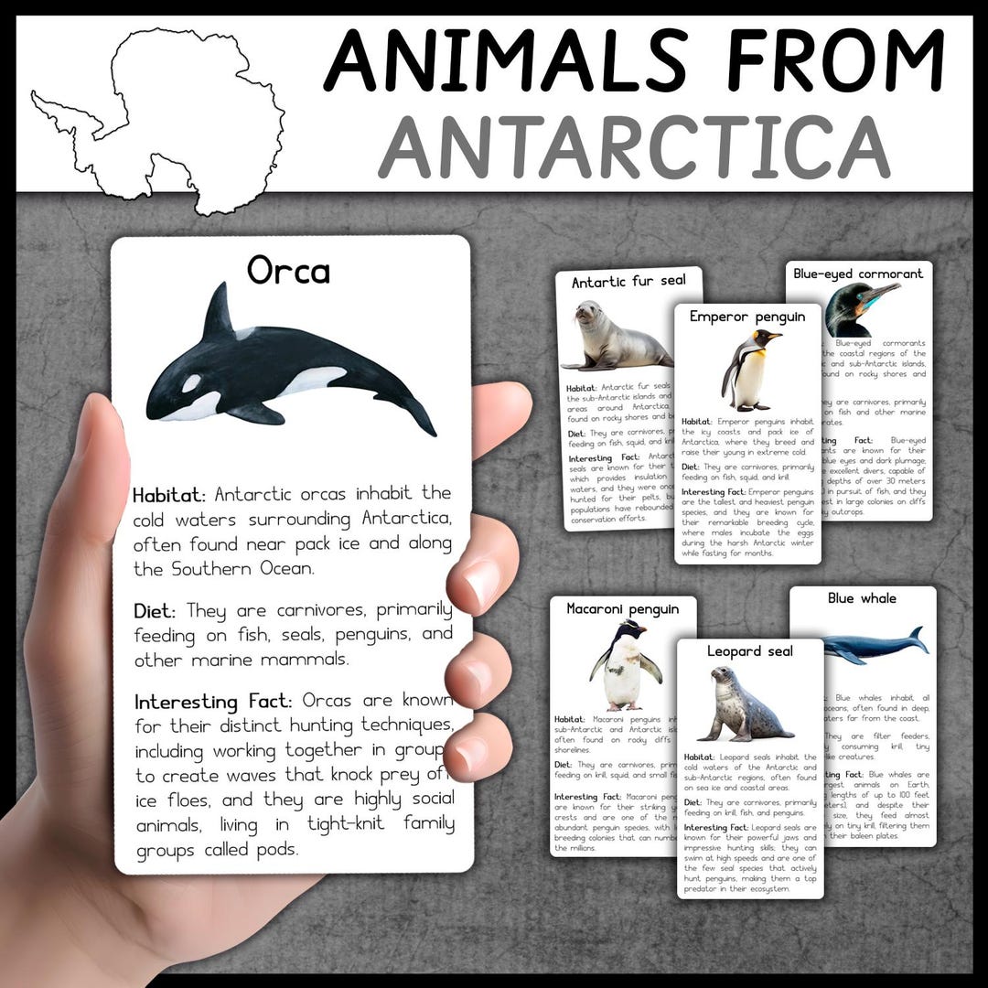 Animals From Antarctica | Antarctic Animals | Flashcards | Animals ...