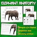 Elephant Anatomy Parts Elephants Parts of an Elephant Diagram Elephant ...