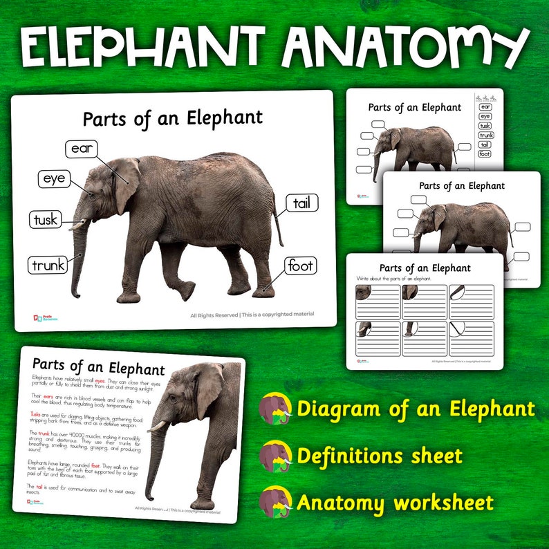 Elephant Anatomy Parts Elephants Parts of an Elephant Diagram Elephant ...