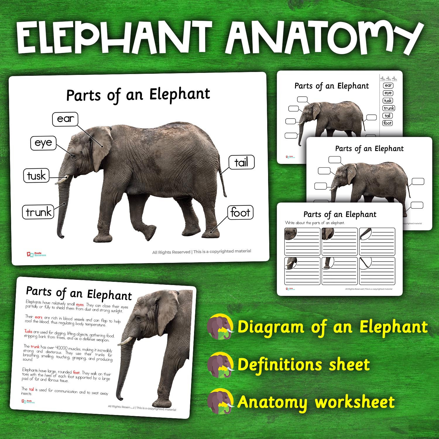 Elephant Anatomy Parts Elephants Parts of an Elephant Diagram Elephant ...