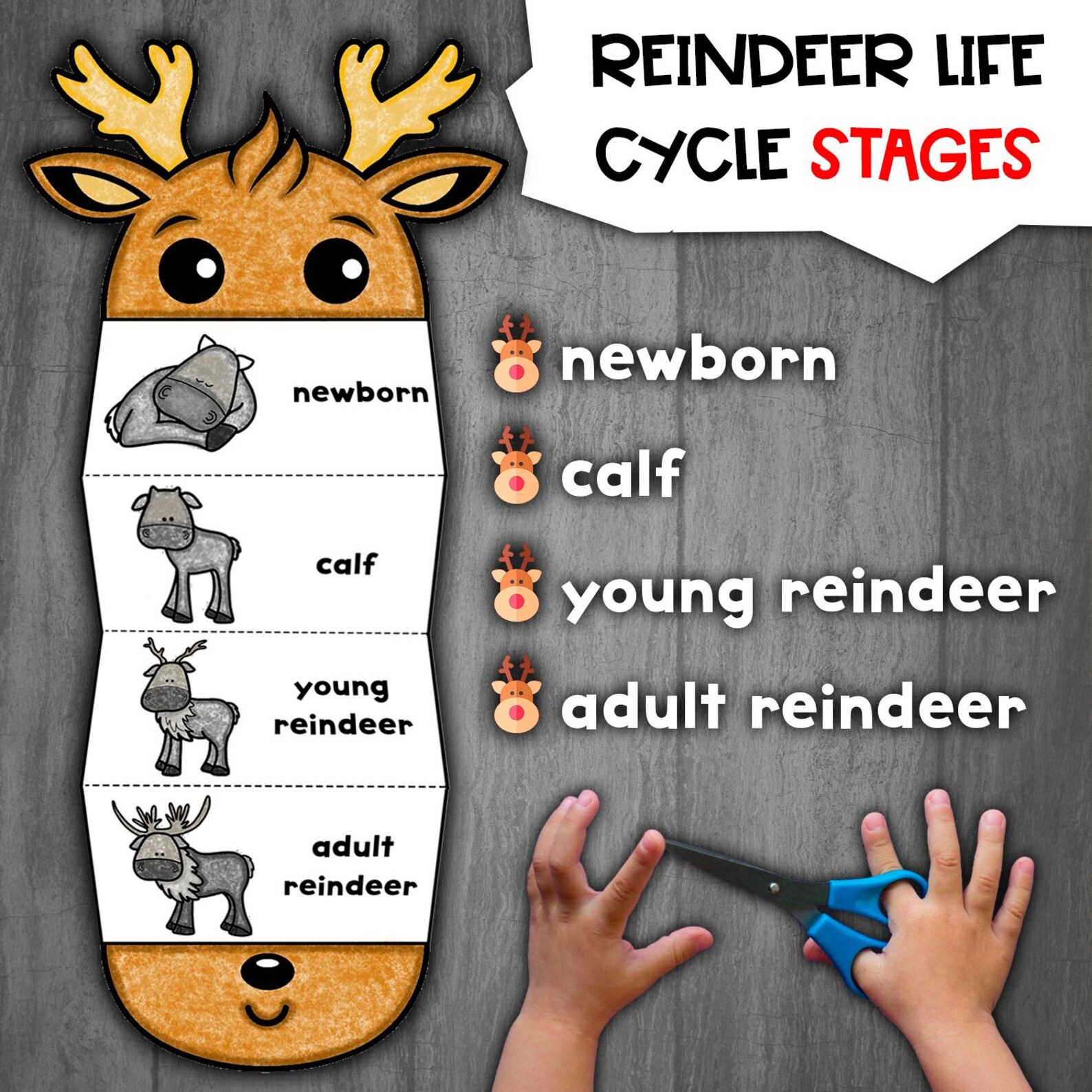 Reindeer Life Cycle Activity | Reindeer Craft | Christmas Craft ...