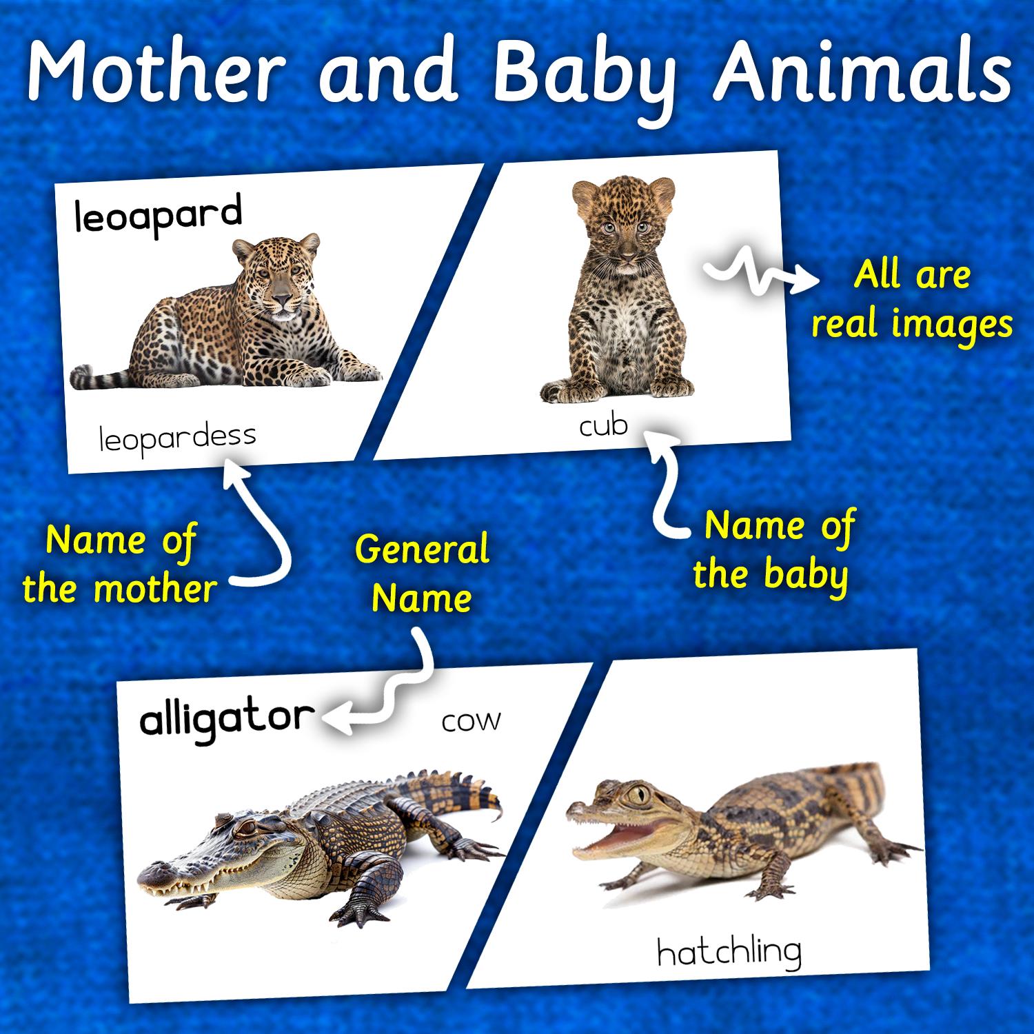 Matching Mother and Baby Animals | Montessori Cards | Matching Activity ...