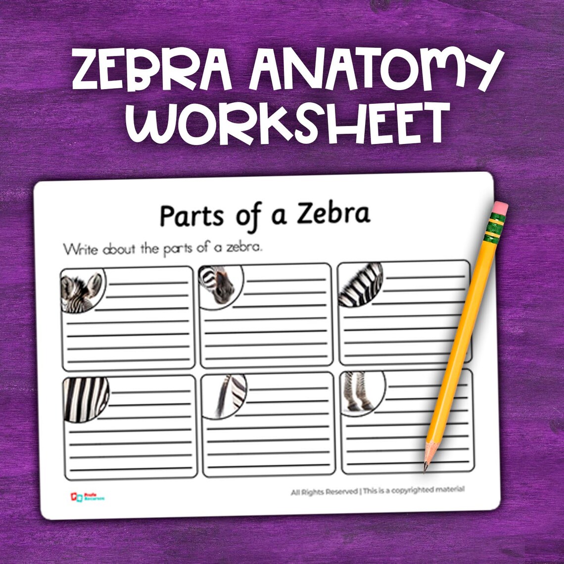 Zebra Anatomy Parts Zebra Diagram Zebra Parts Display Poster All About ...