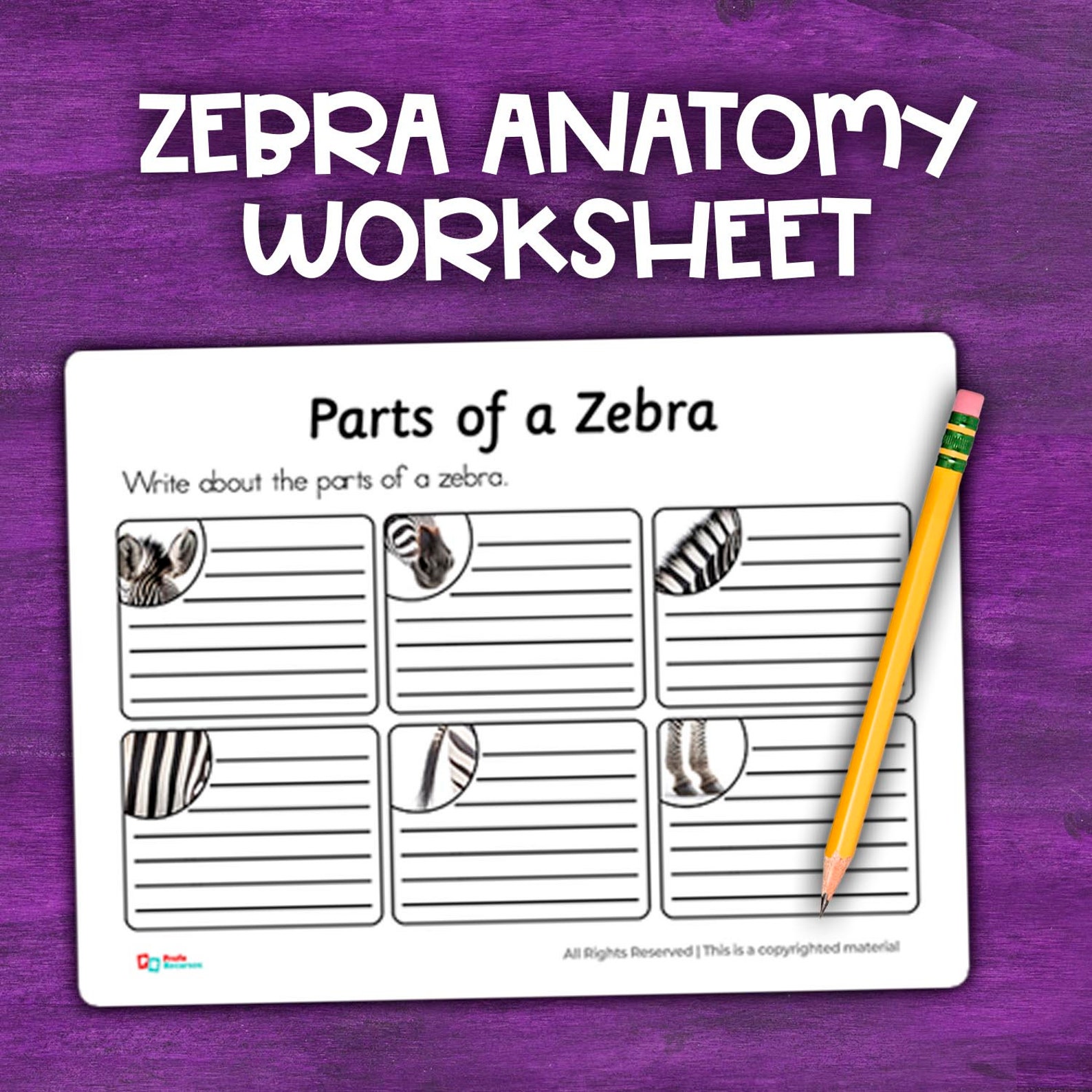 Zebra Anatomy Parts Zebra Diagram Zebra Parts Display Poster All About ...