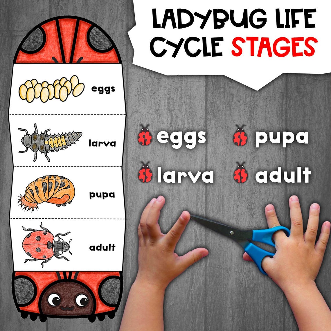 Ladybug Life Cycle Craft Activity | Life Cycle of Ladybug | Spring ...