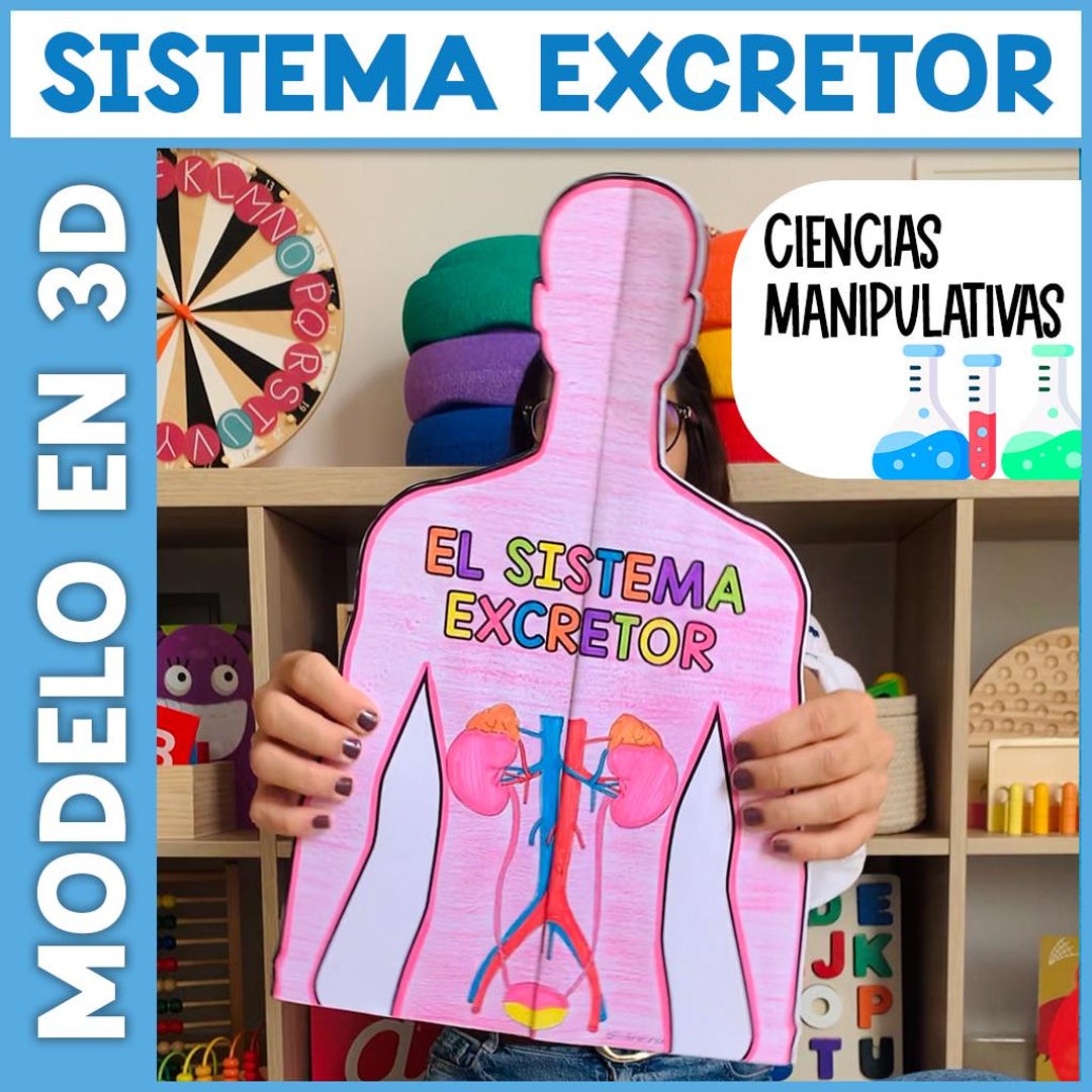 Parts of the Excretory System | Science Activity | 3D Model of the ...