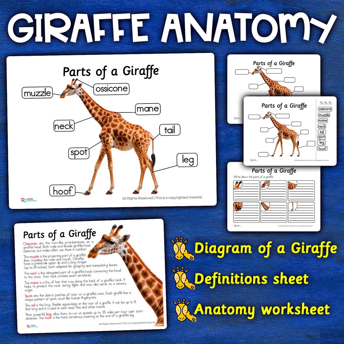 Giraffe Anatomy Parts of a Giraffe Diagram Giraffe Parts Labeled ...