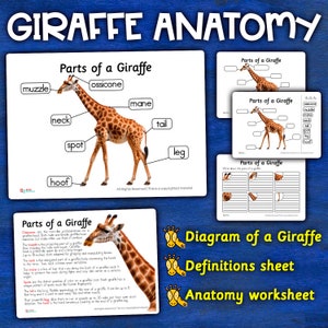 Giraffe Anatomy Parts of a Giraffe Diagram Giraffe Parts Labeled ...