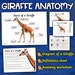 Giraffe Anatomy Parts of a Giraffe Diagram Giraffe Parts Labeled ...