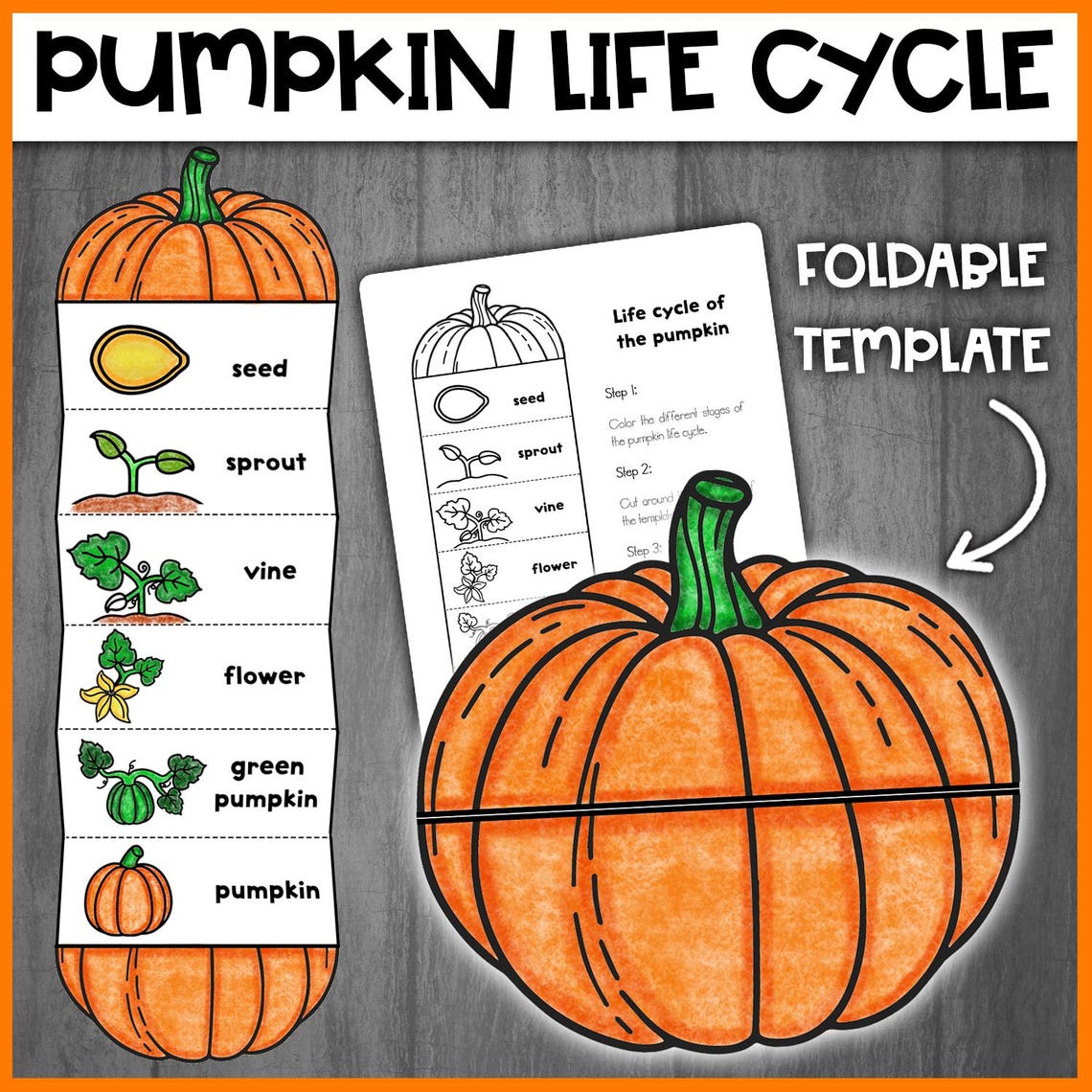 Pumpkin Life Cycle Activity Craft | Life Cycle of a Pumpkin | Halloween ...