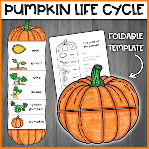 Pumpkin Life Cycle Activity Craft | Life Cycle of a Pumpkin | Halloween ...
