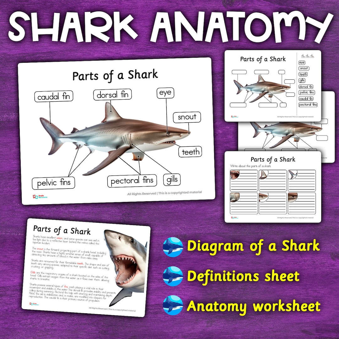 Parts of a Shark Parts Anatomy of a Shark Diagram Shark Labeled Shark ...