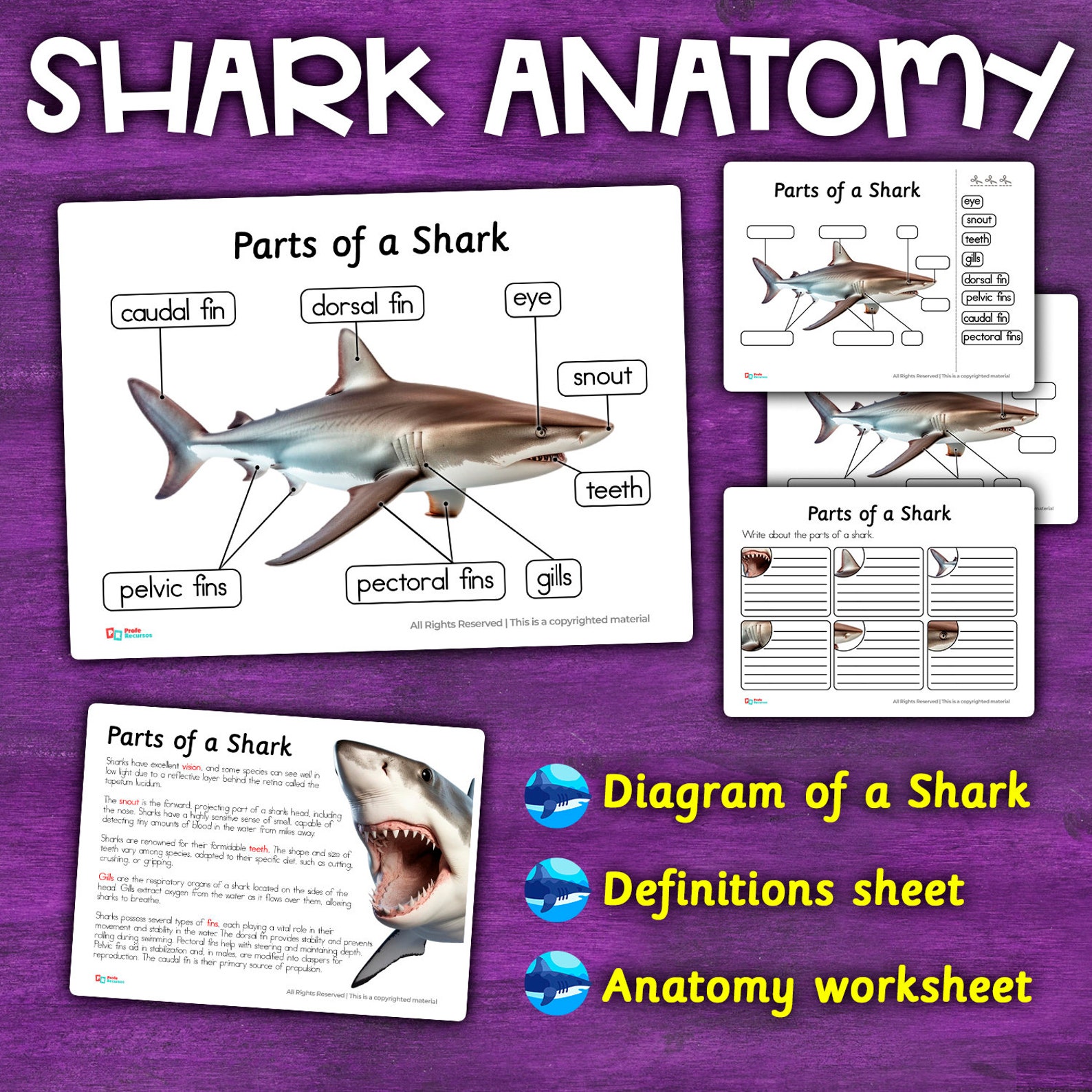 Parts of a Shark Parts Anatomy of a Shark Diagram Shark Labeled Shark ...