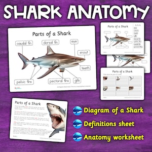 Parts of a Shark Parts Anatomy of a Shark Diagram Shark Labeled Shark ...