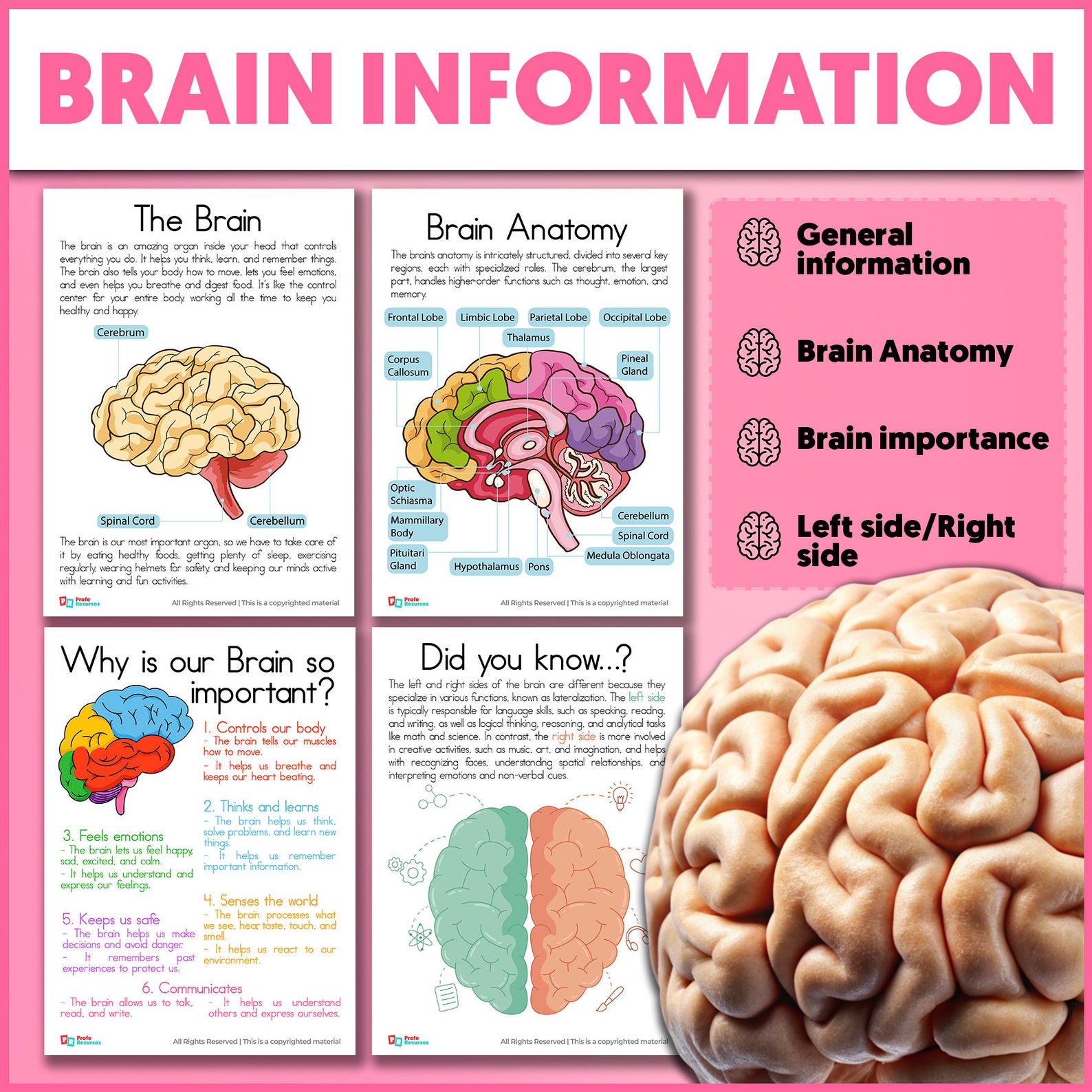 Human Brain Activity Bundle Human Anatomy Activities for Kids Human ...