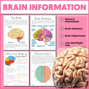 Human Brain Activity Bundle Human Anatomy Activities for Kids Human ...