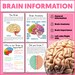 Human Brain Activity Bundle Human Anatomy Activities for Kids Human ...