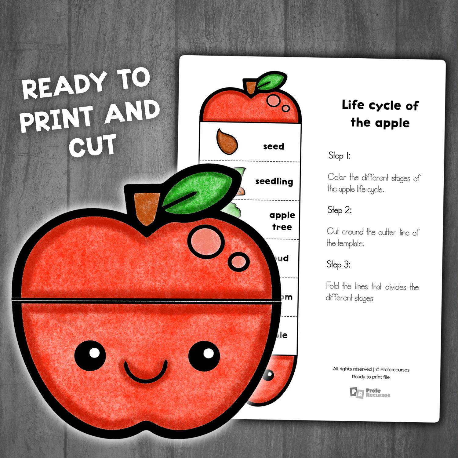 Apple Life Cycle Activity Craft | Life Cycle of an Apple | Apple Tree ...