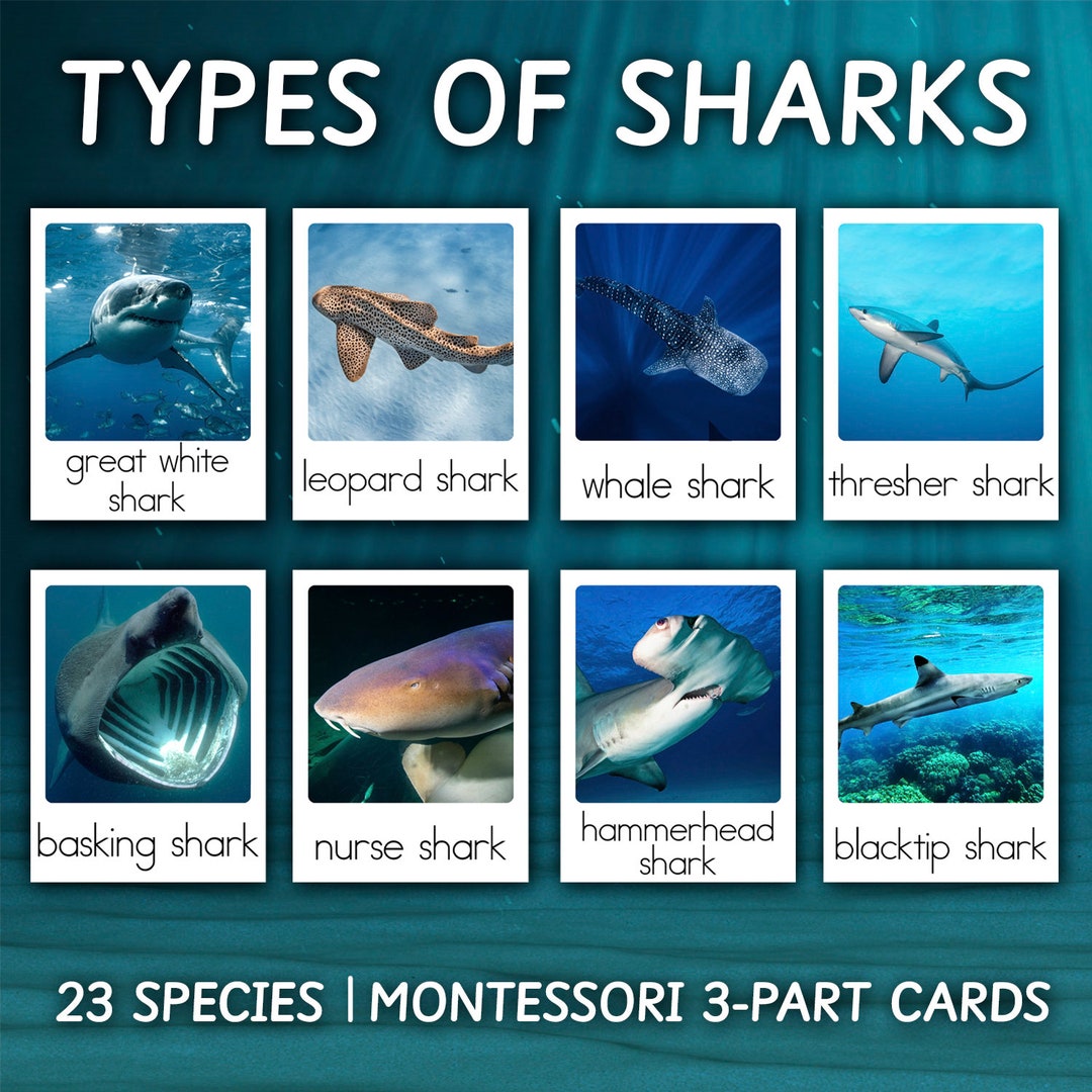 Types of Sharks Cards Types of Sharks Montessori Cards Montessori ...