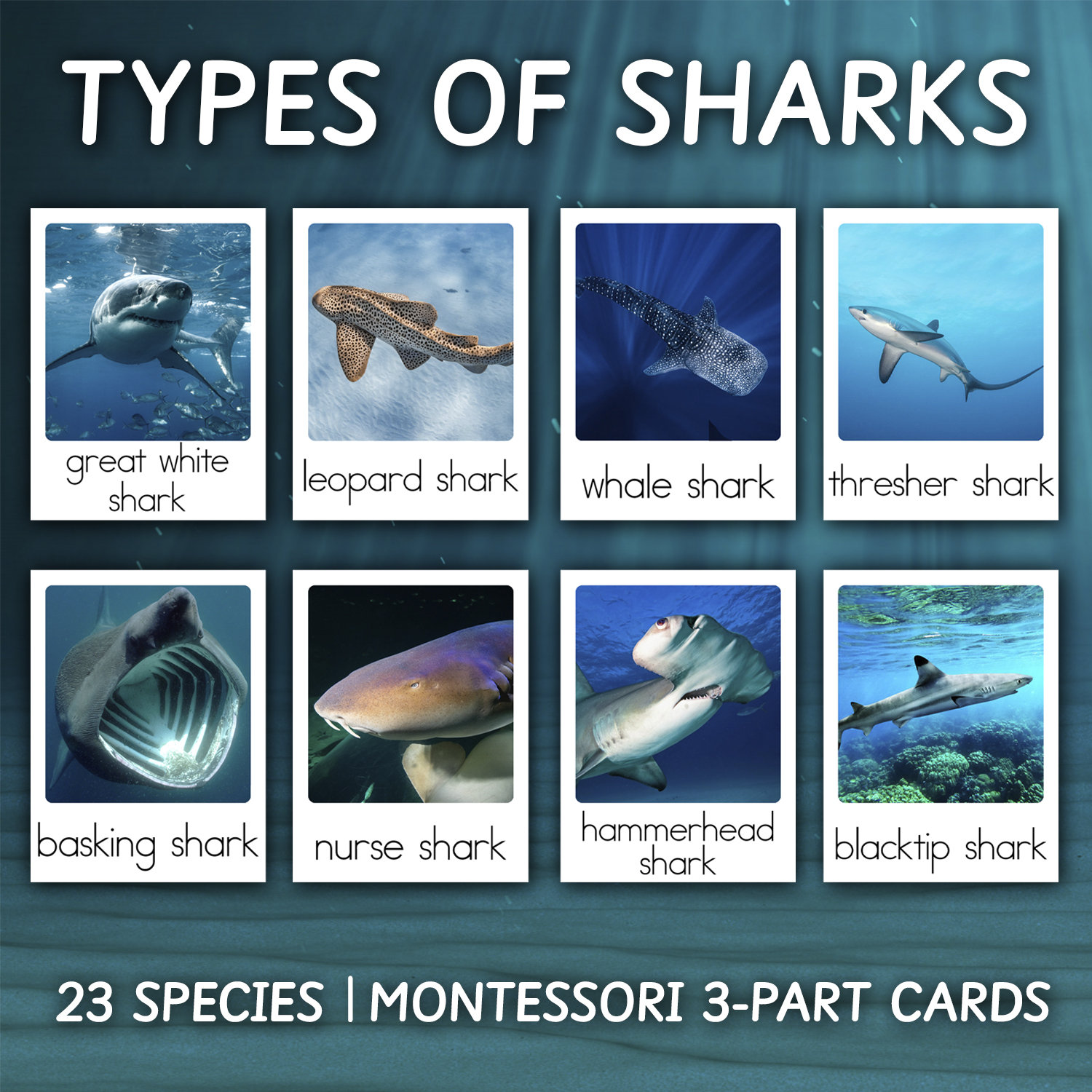 Types of Sharks Cards Types of Sharks Montessori Cards Montessori ...
