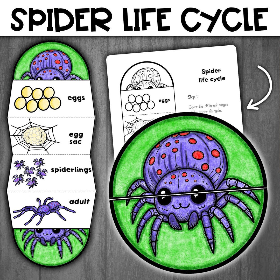 Spider Life Cycle Activity Craft | Life Cycle of Spider | Spider ...