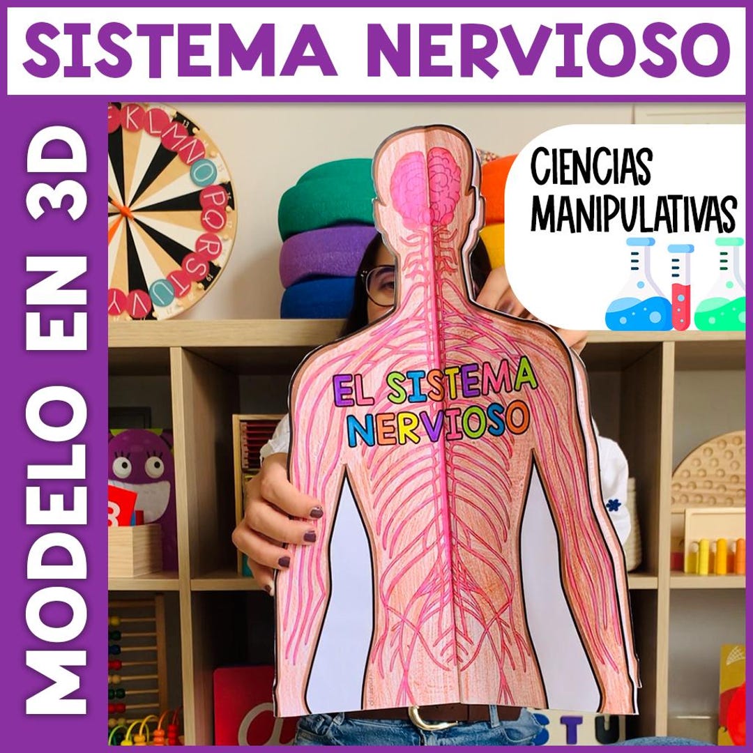 Parts of the Nervous System | Science Activity | 3D Model of the Human ...