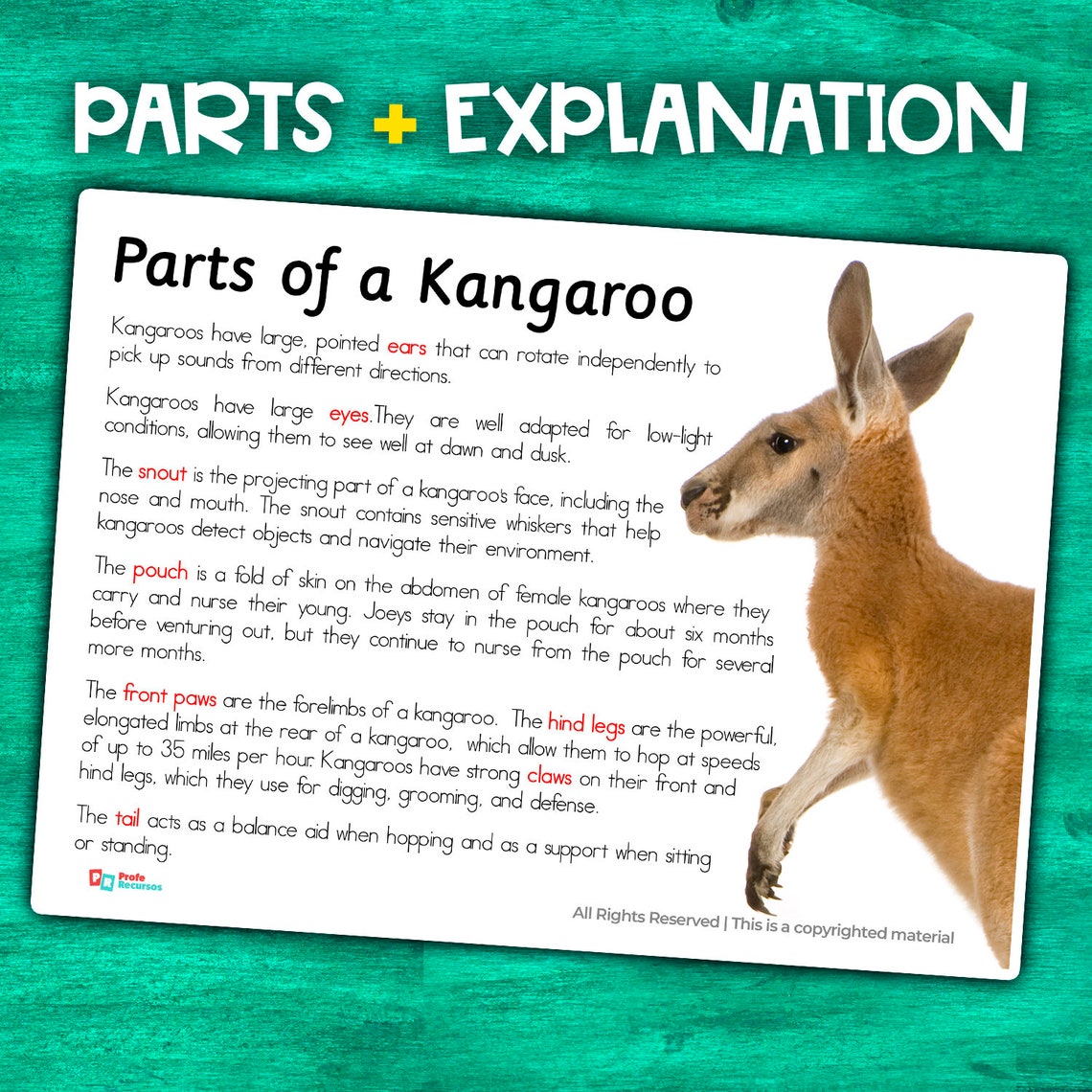 Kangaroo Anatomy Parts of a Kangaroo Labeled Diagram Kangaroo Display ...