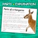 Kangaroo Anatomy Parts of a Kangaroo Labeled Diagram Kangaroo Display ...