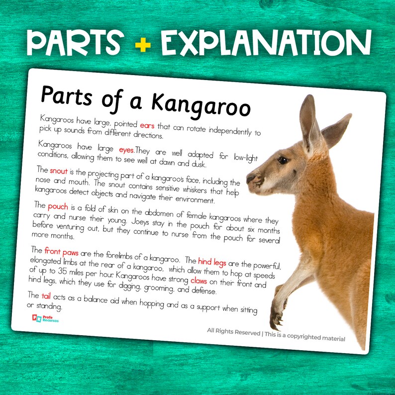 Kangaroo Anatomy Parts of a Kangaroo Labeled Diagram Kangaroo Display ...