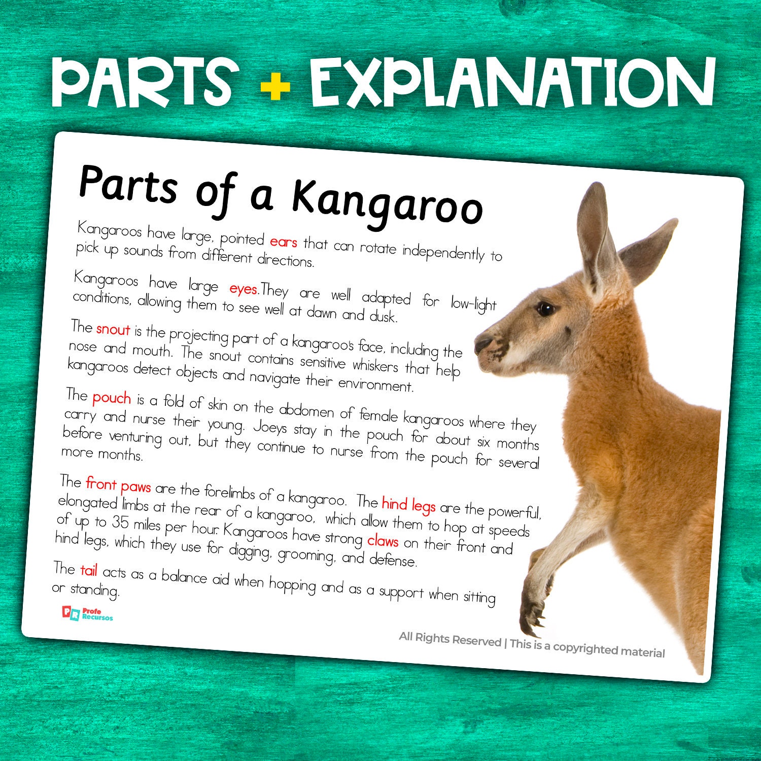Kangaroo Anatomy Parts of a Kangaroo Labeled Diagram Kangaroo Display ...