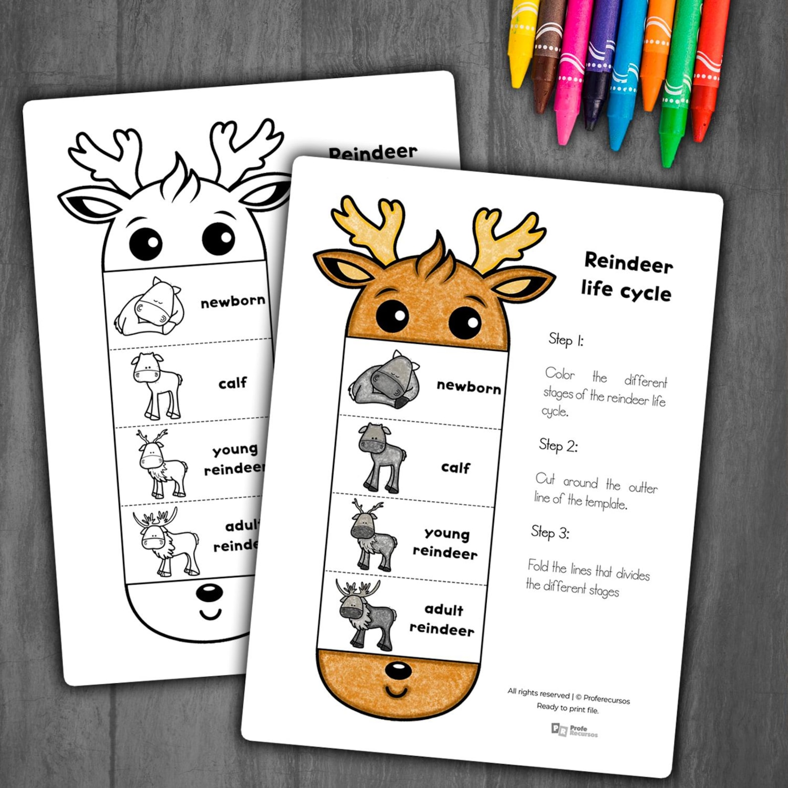 Reindeer Life Cycle Activity | Reindeer Craft | Christmas Craft ...