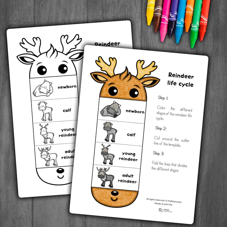 Reindeer Life Cycle Activity | Reindeer Craft | Christmas Craft ...