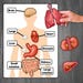 Body Organs Matching Activity | Human Body Anatomy Activity | Parts of ...