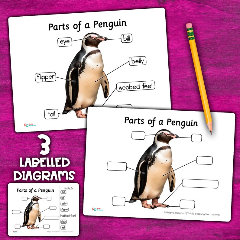 Parts of a Penguin Anatomy of a Penguin Parts for Kids Penguin Labeled ...