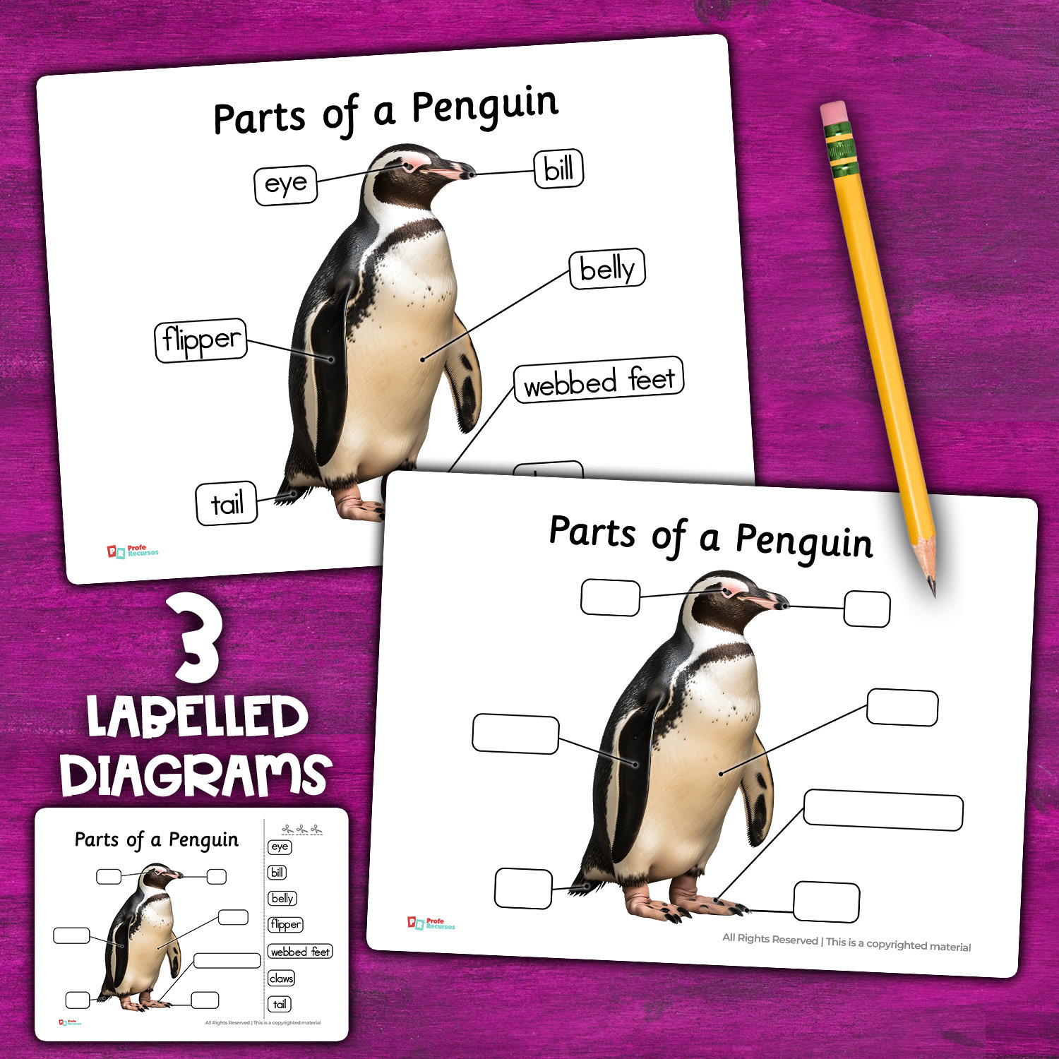 Parts of a Penguin Anatomy of a Penguin Parts for Kids Penguin Labeled ...