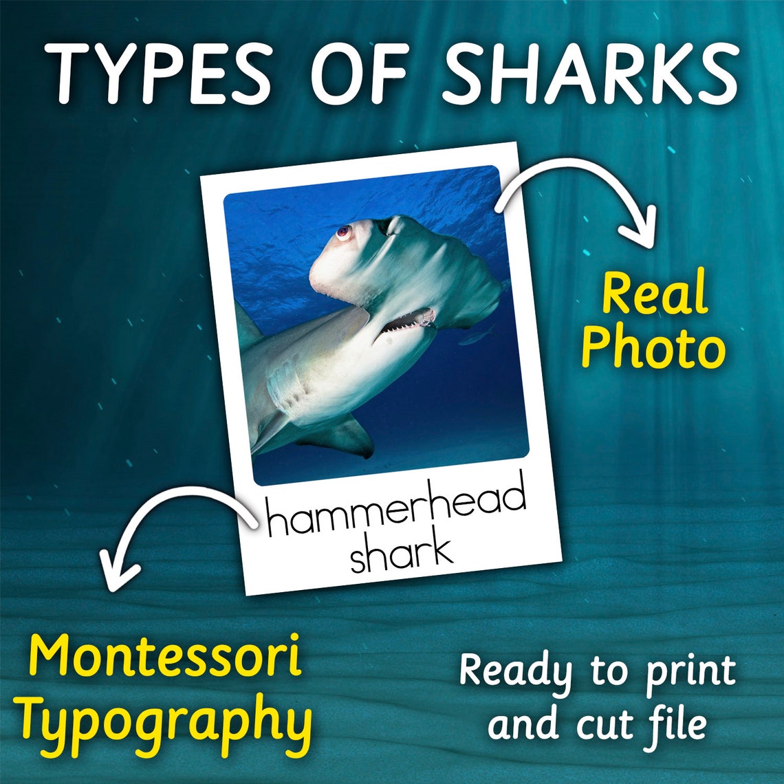 Types of Sharks Cards Types of Sharks Montessori Cards Montessori ...