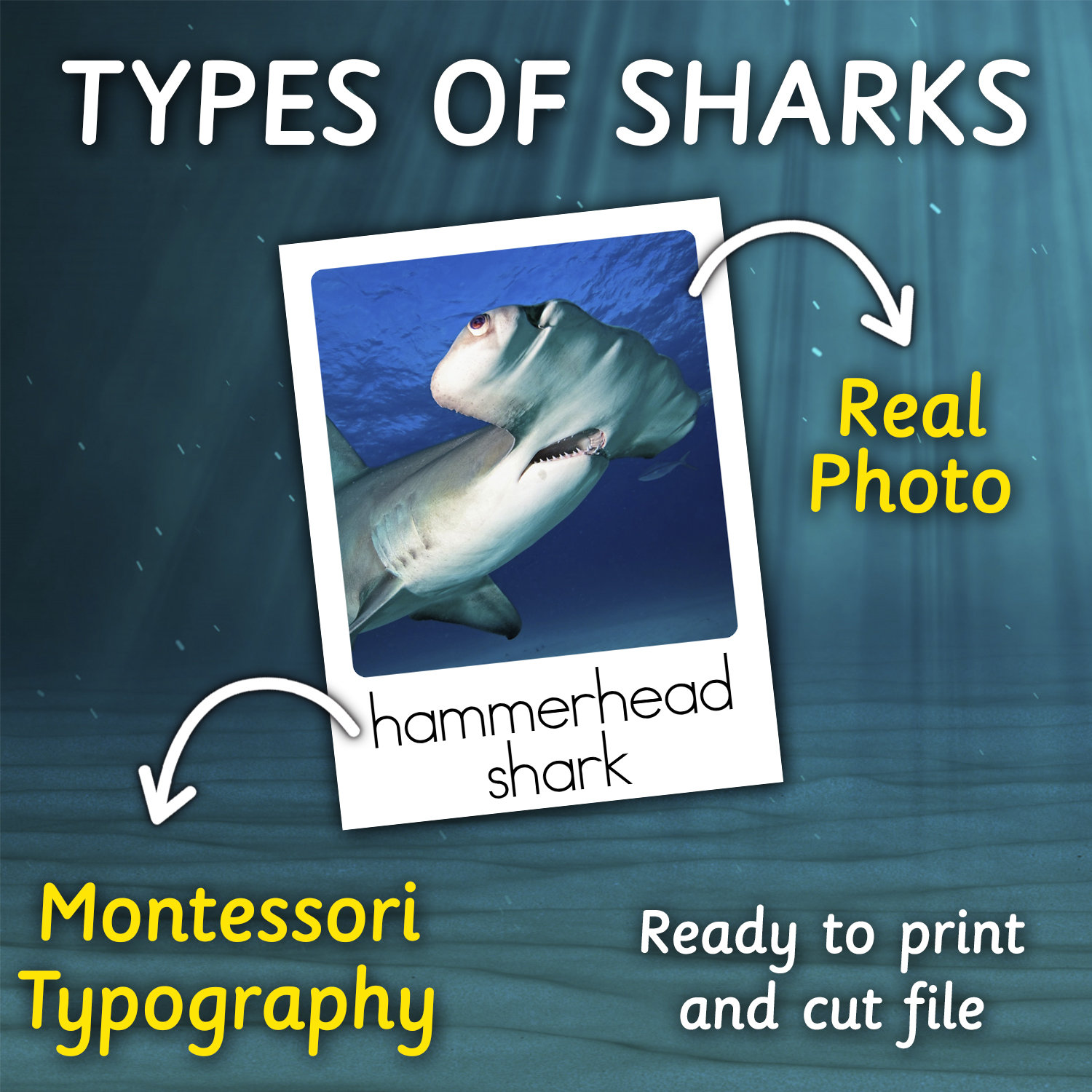 Types of Sharks Cards Types of Sharks Montessori Cards Montessori ...